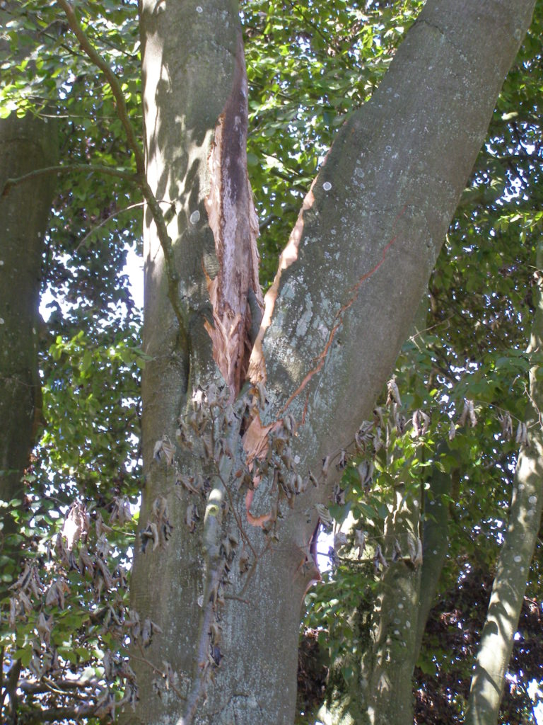 Haubanage - Vos Arbres - Gaëtan Comes